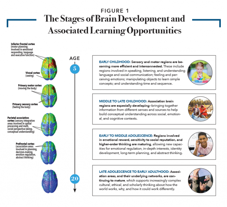 Development | Centre for Educational Neuroscience